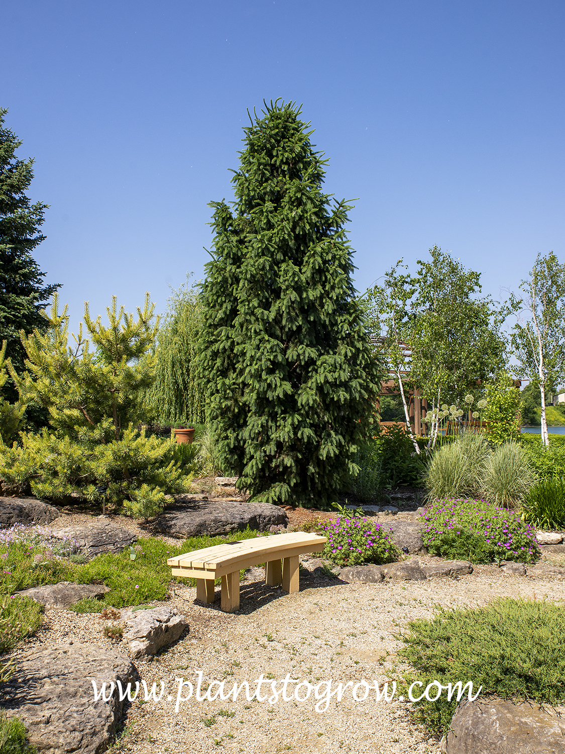 Columnar Norway Spruce (Picea abies Cupressina) | Plants To Grow Plants ...