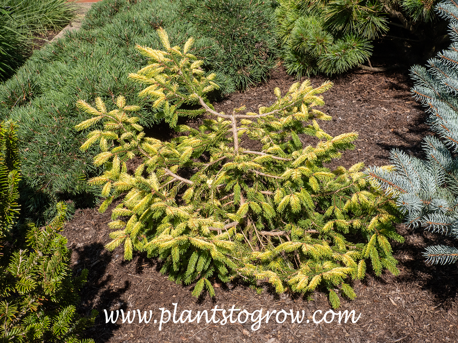 Perry's Gold Spruce (Picea abies) | Plants To Grow Plants Database by ...