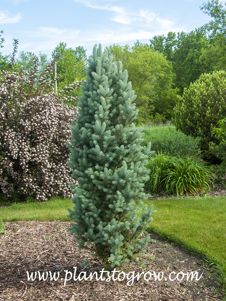 Iseli Fastigiate Blue Spruce (Picea pungens) | Plants To Grow Plants ...