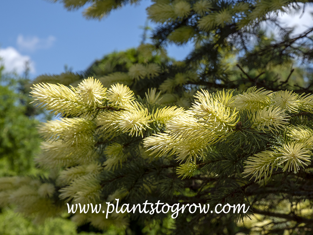 Spring Ghost Blue Spruce (Picea pungens) | Plants To Grow Plants ...