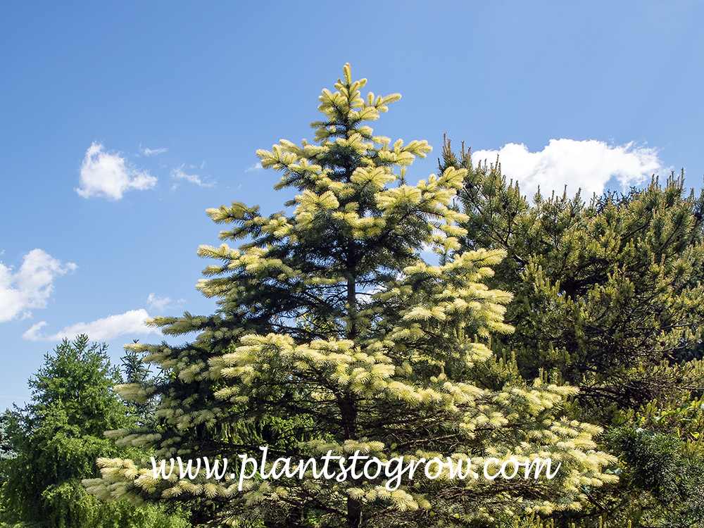 Spring Ghost Blue Spruce (Picea pungens) | Plants To Grow Plants ...