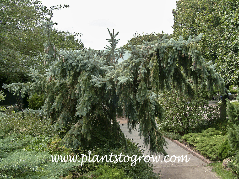 Weeping Blue Spruce (Picea pungens glauca) | Plants To Grow Plants ...