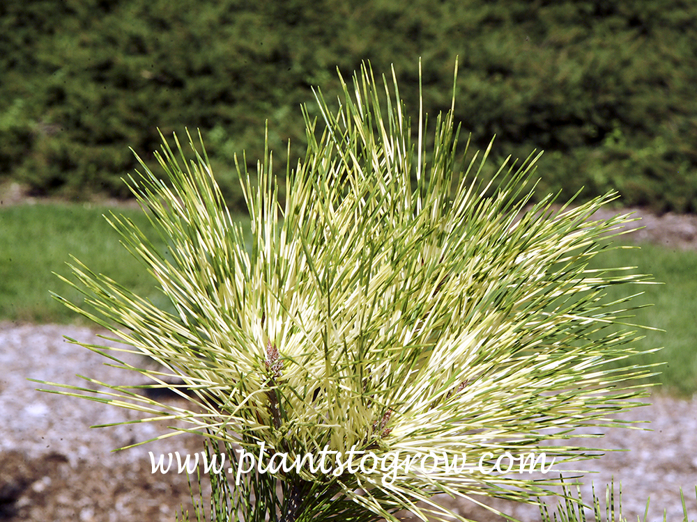 Golden Ghost Japanese Red Pine (Pinus densiflora) | Plants To Grow ...