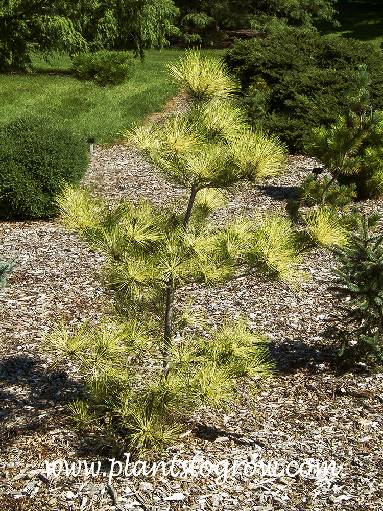 Golden Ghost Japanese Red Pine (Pinus densiflora) | Plants To Grow ...