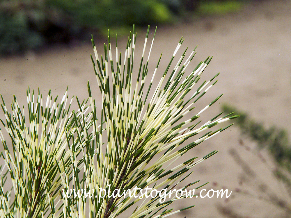 Golden Ghost Japanese Red Pine (Pinus densiflora) | Plants To Grow ...