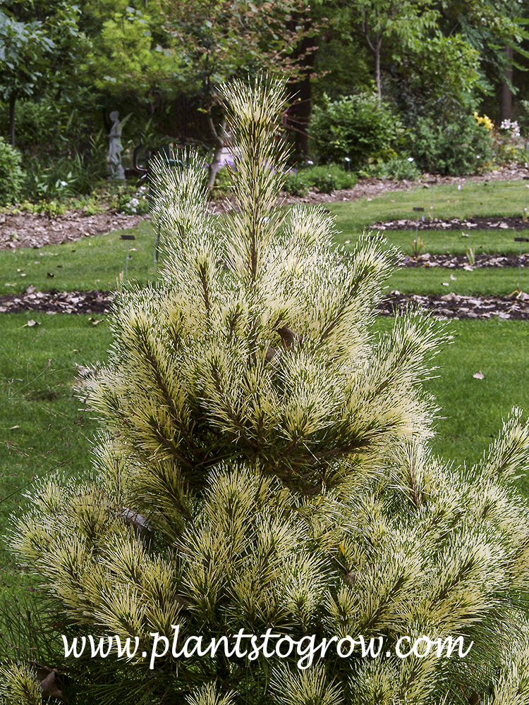 Golden Ghost Japanese Red Pine (Pinus densiflora) | Plants To Grow ...