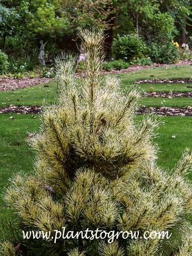 Golden Ghost Japanese Red Pine (Pinus densiflora) | Plants To Grow ...