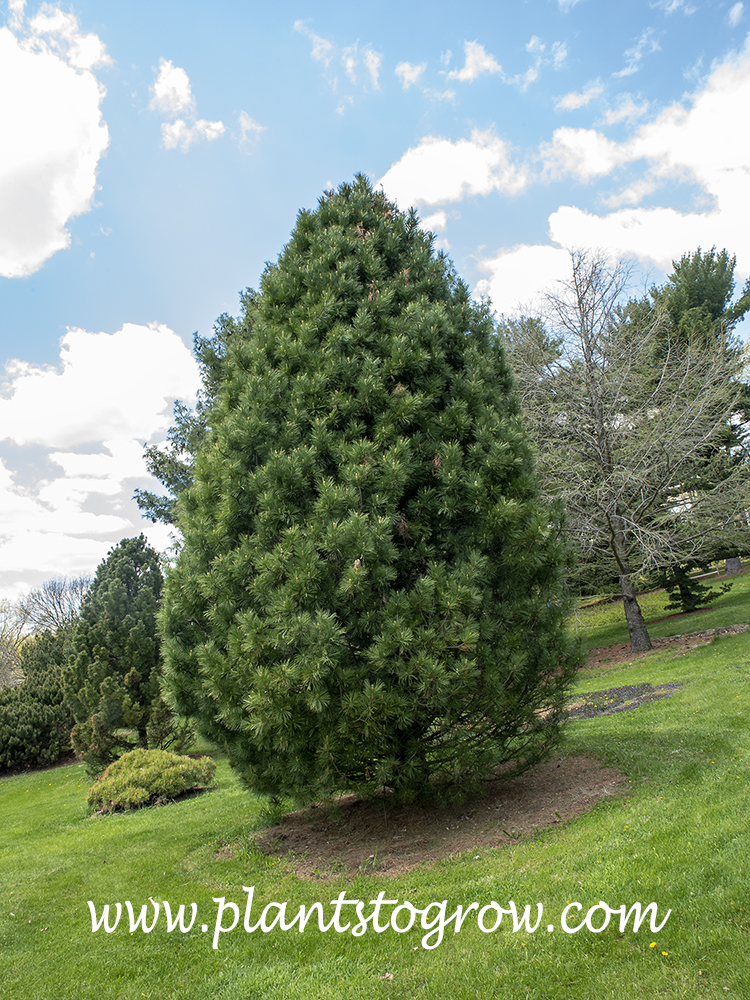 Chalet Swiss Stone Pine (Pinus cembra) | Plants To Grow Plants Database ...
