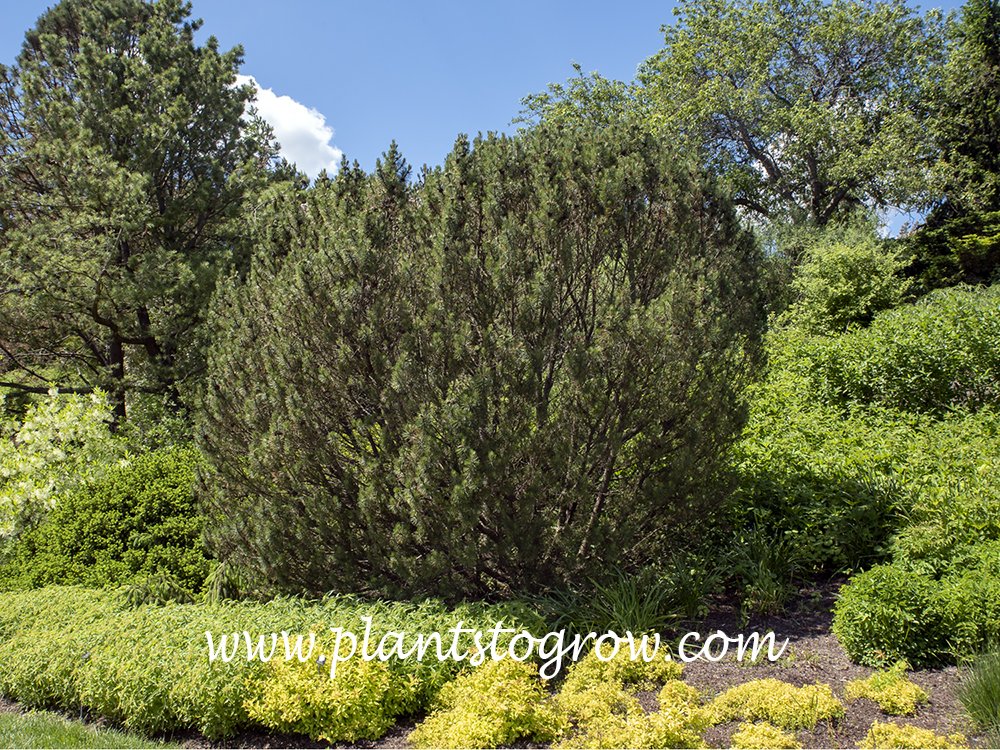 Mugo Pine (Pinus mugo mugo) | Plants To Grow Plants Database by Paul S ...