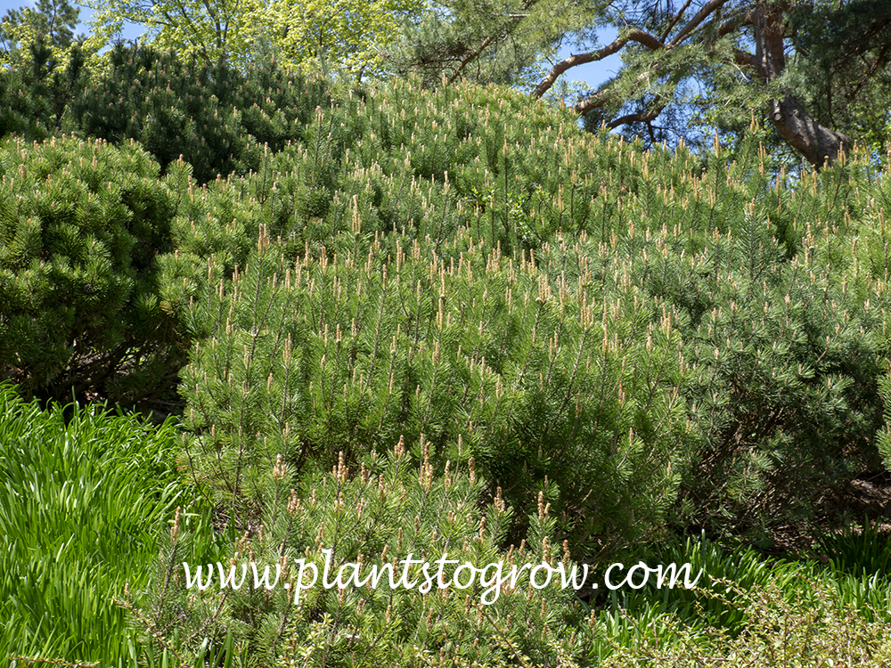Mugo Pine (Pinus mugo mugo) | Plants To Grow Plants Database by Paul S ...