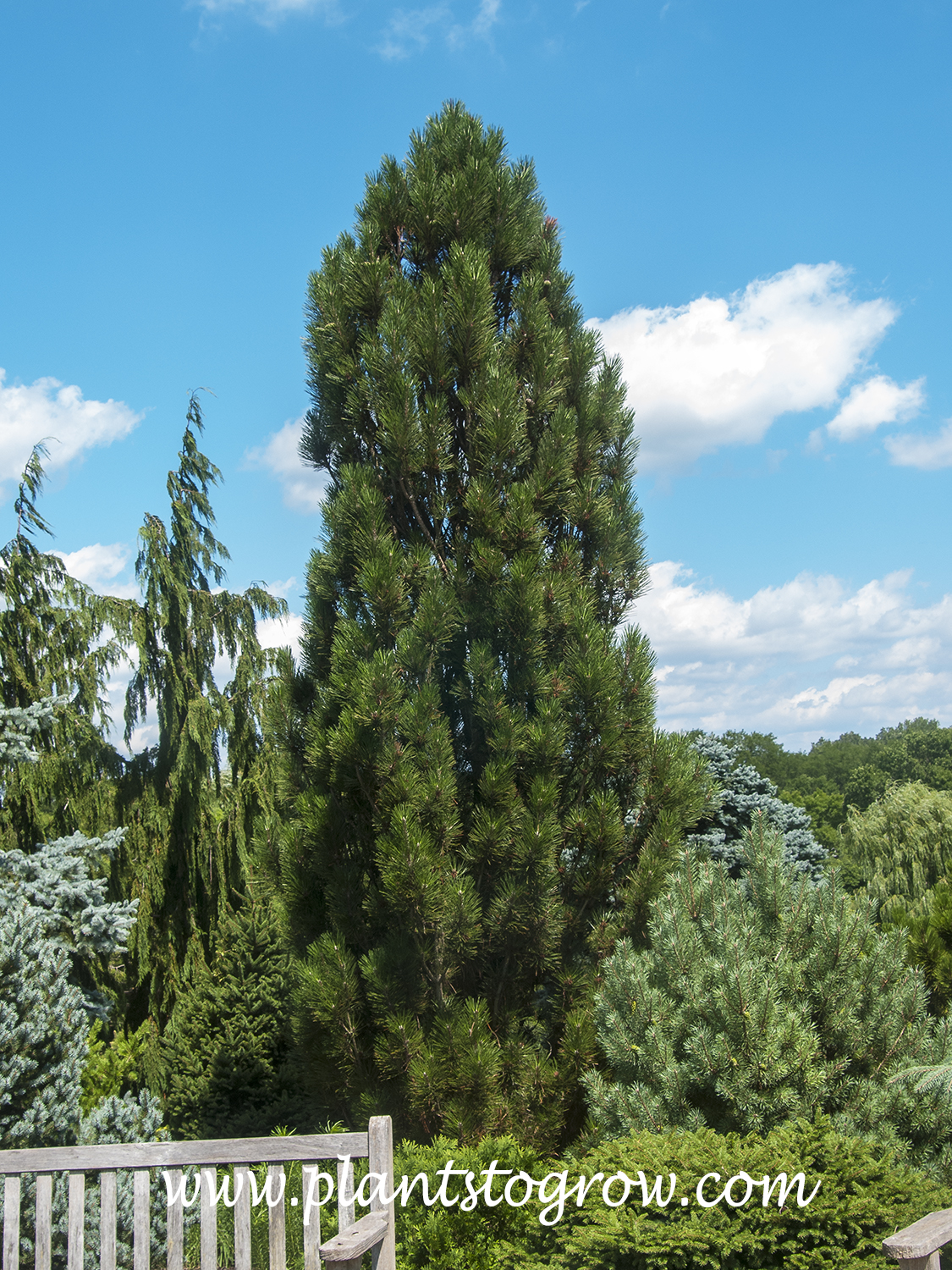 'Arnold Sentinel' (Pinus nigra) | Plants To Grow Plants Database by ...
