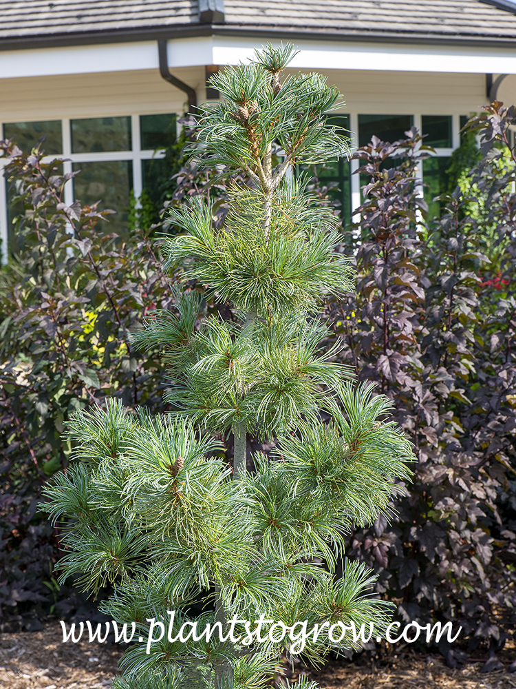 Blue Angel Japanese White Pine (Pinus parviflora) | Plants To Grow ...