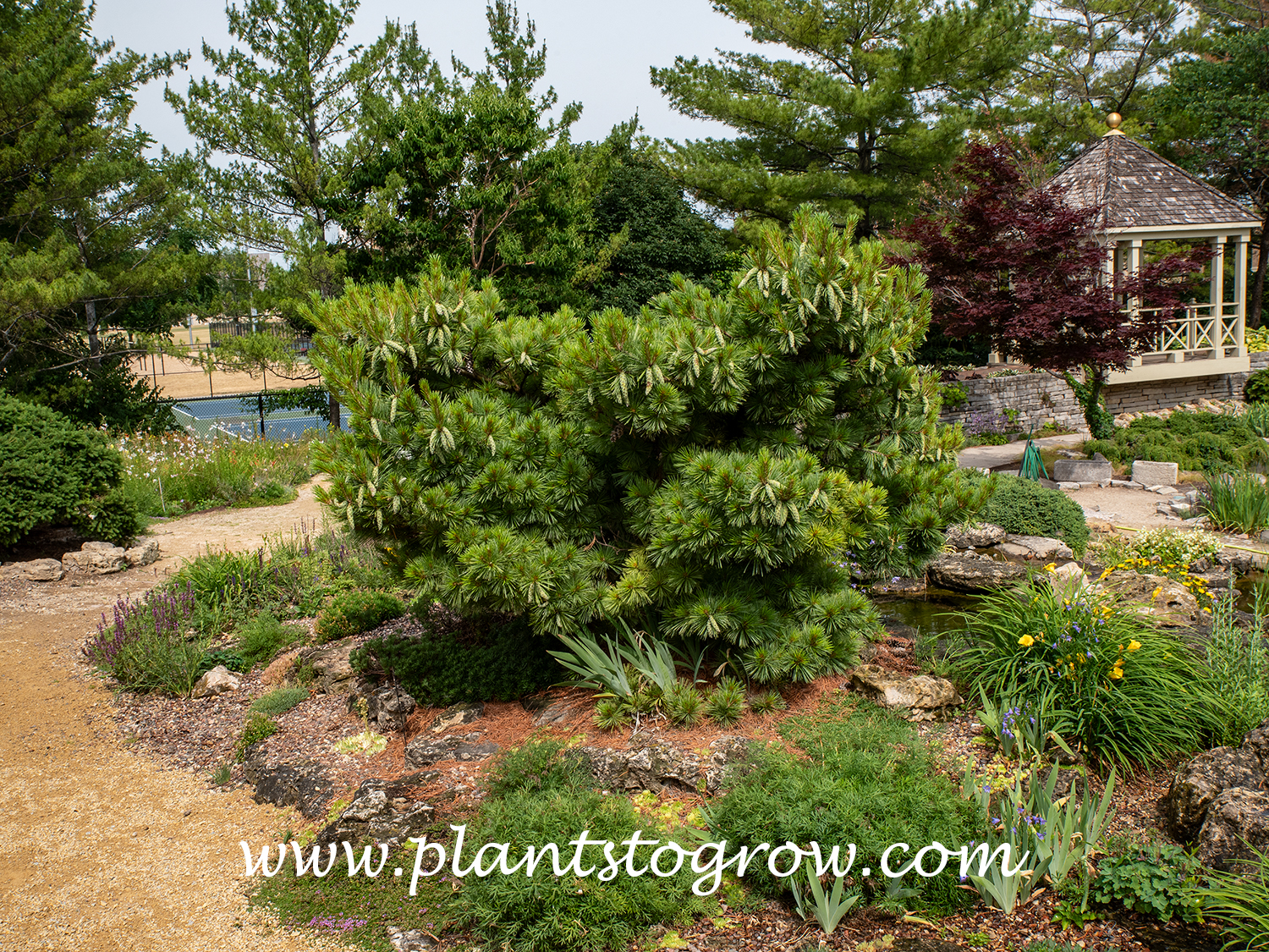 'Macopin' White Pine (Pinus strobus) | Plants To Grow Plants Database ...