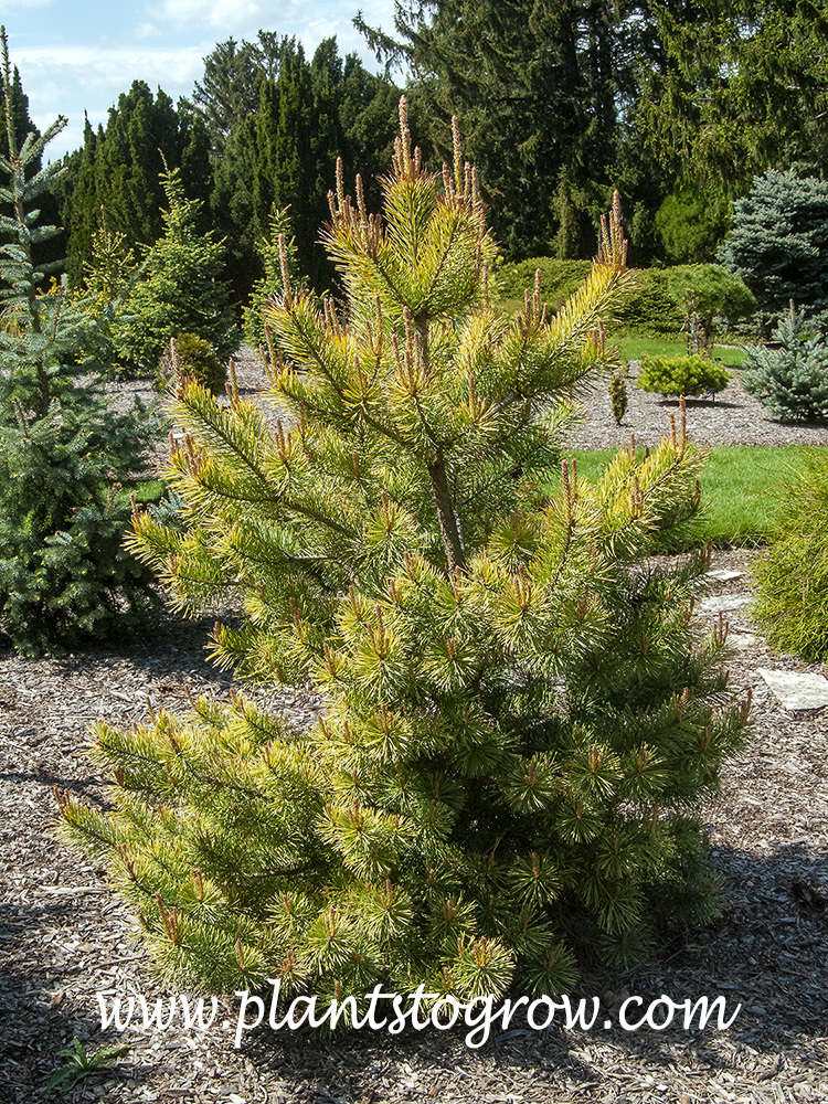 Golden Coin Scotch Pine (Pinus sylvestris) | Plants To Grow Plants ...