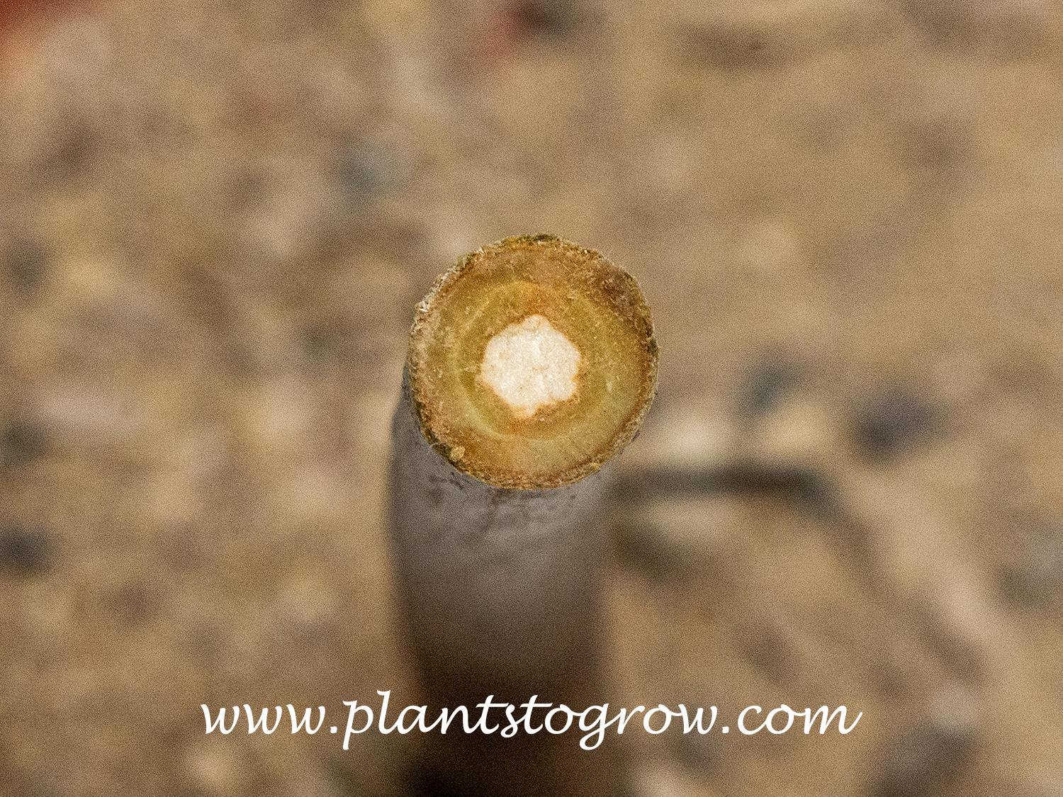 Horticulture-Botany 101 | Plants To Grow Plants Database by Paul S. Drobot