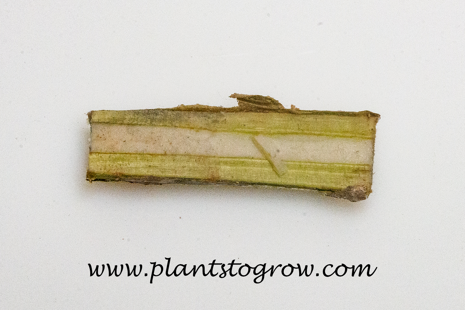 Horticulture-Botany 101 | Plants To Grow Plants Database by Paul S. Drobot