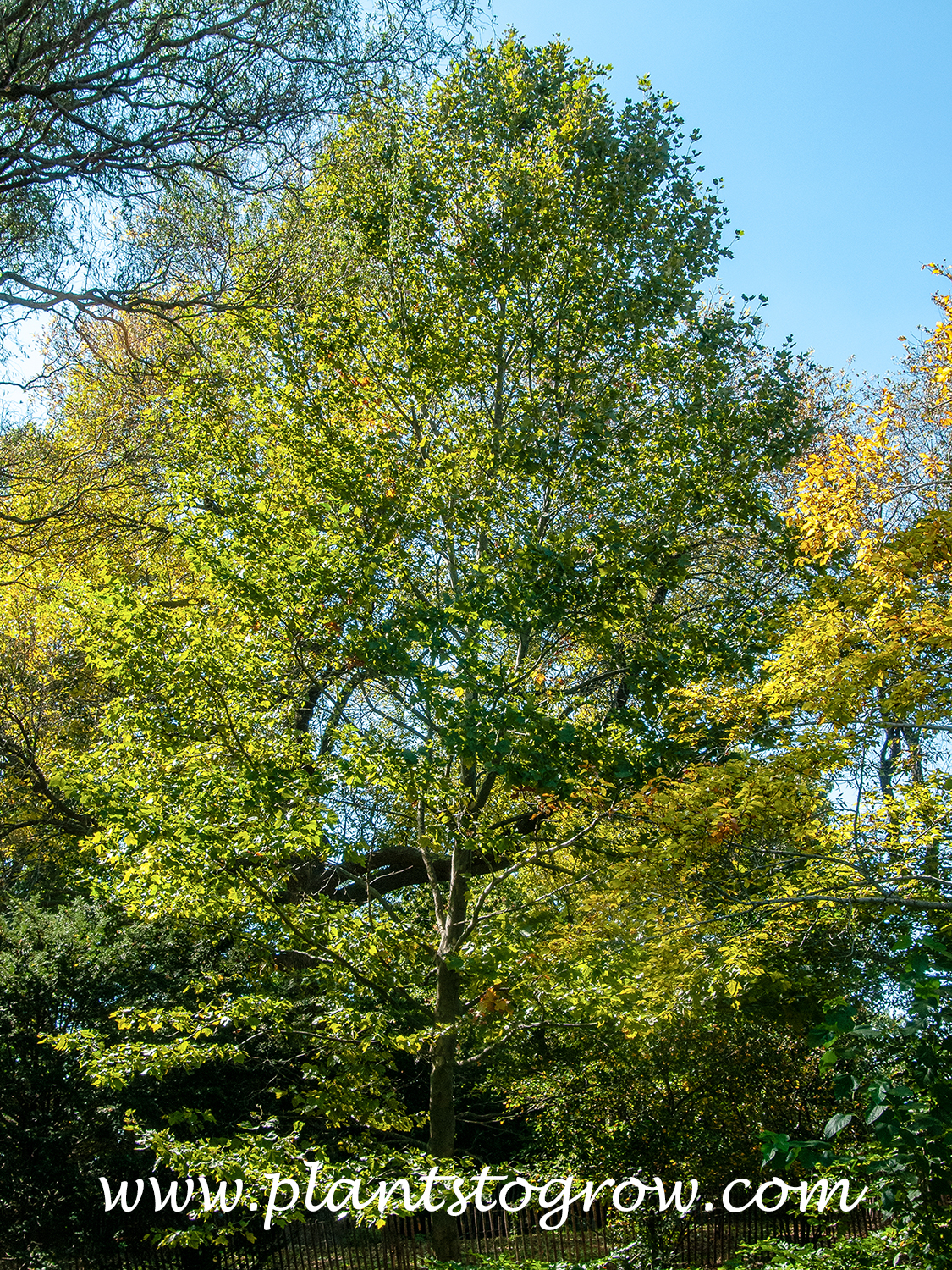 Bloodgood London Plane Tree (Plantanus x acerfolia) | Plants To Grow ...