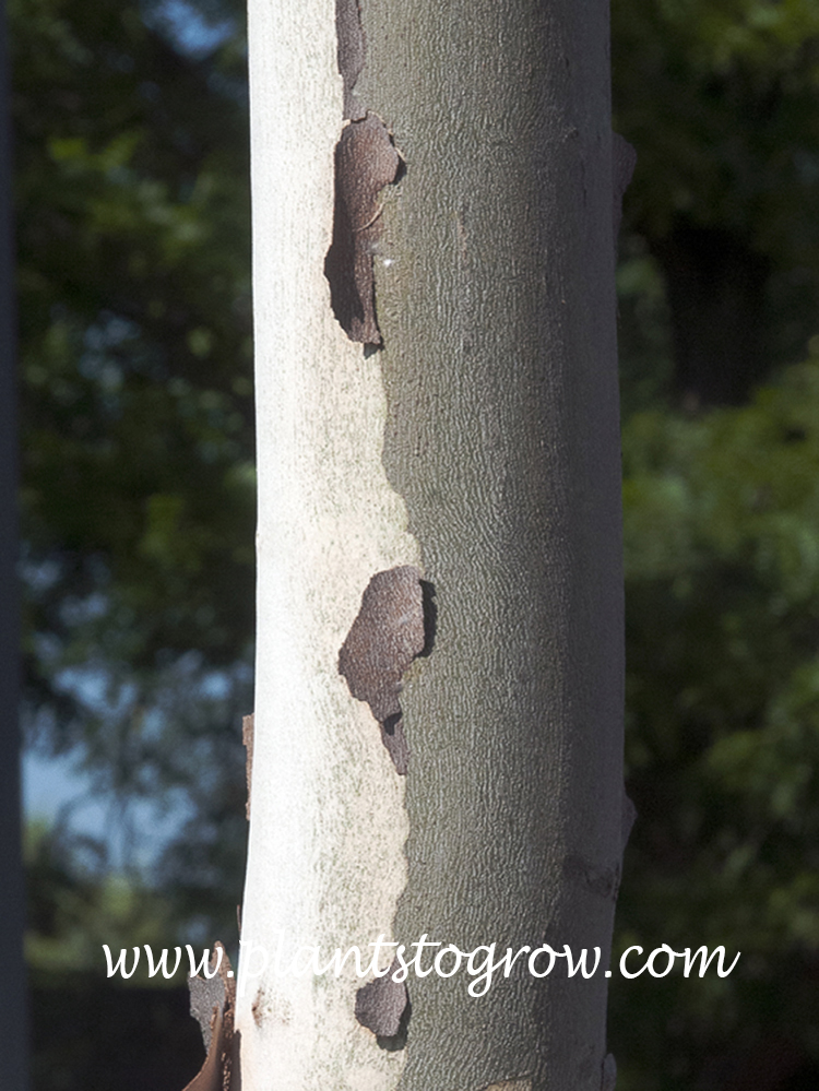 Exclamation London Plane Tree (Plantanus acerifolia) | Plants To Grow ...