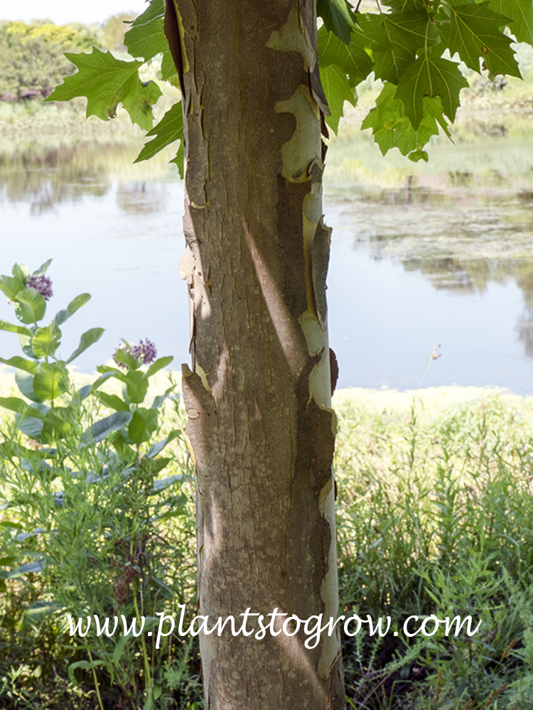 Exclamation London Plane Tree (Plantanus acerifolia) | Plants To Grow ...