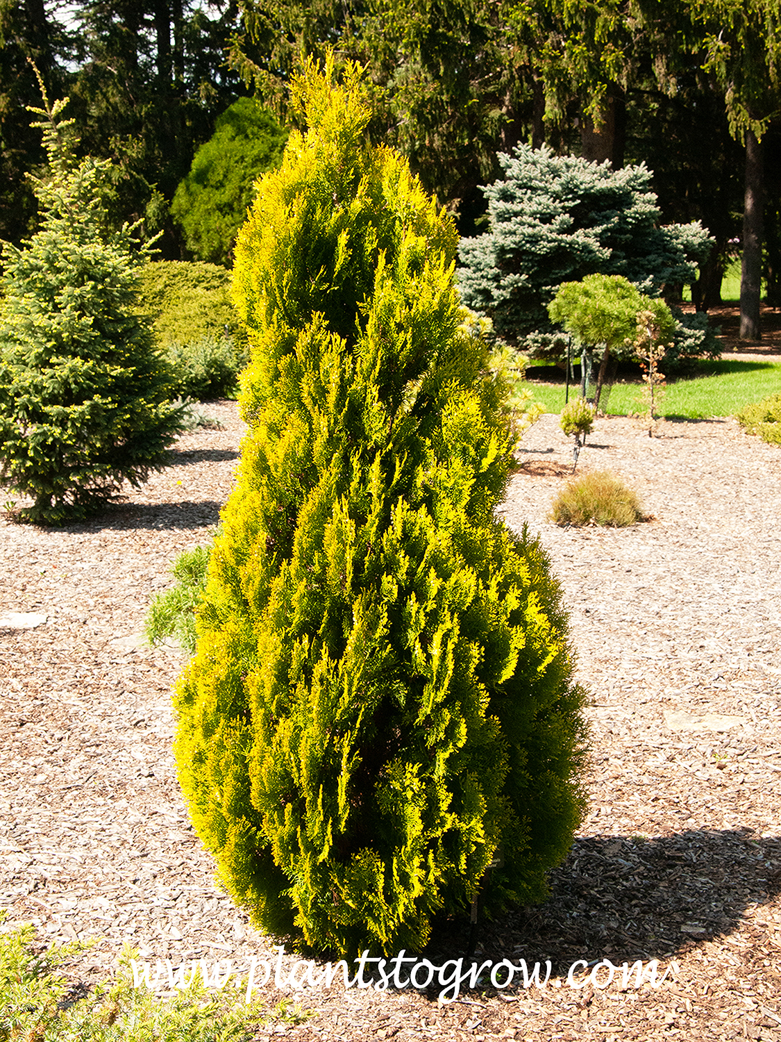 Upright Golden Oriental Arborvitae (Platycladus orientalis) | Plants To ...