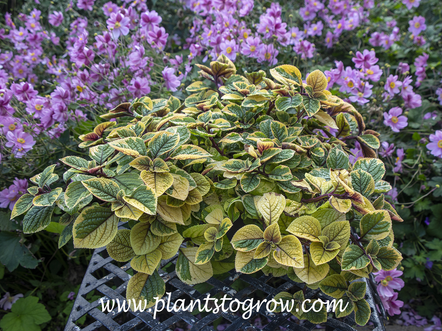 'Guacamole' Plectranthus (Plectranthus) | Plants To Grow Plants ...