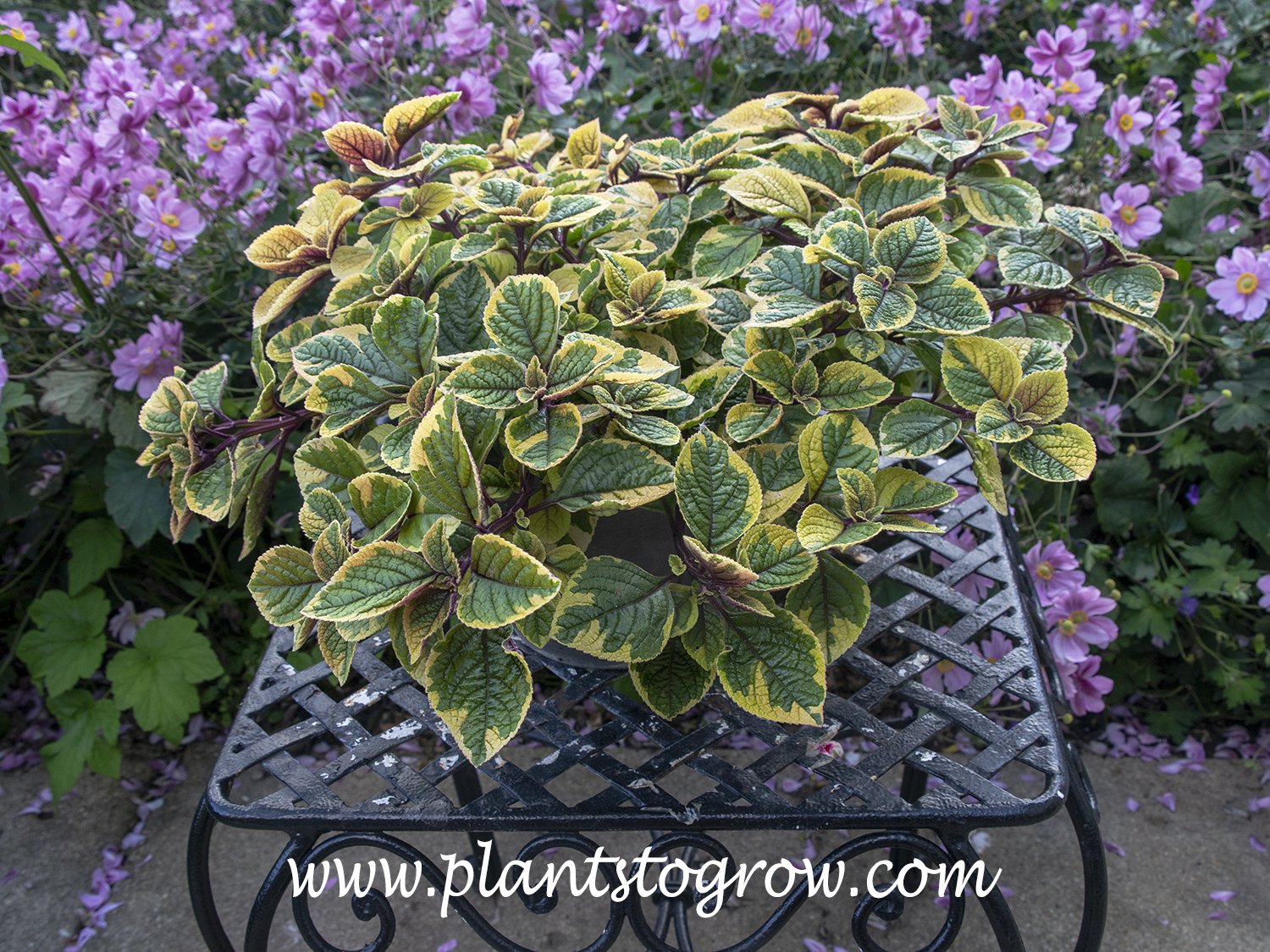 'Guacamole' Plectranthus (Plectranthus) | Plants To Grow Plants ...