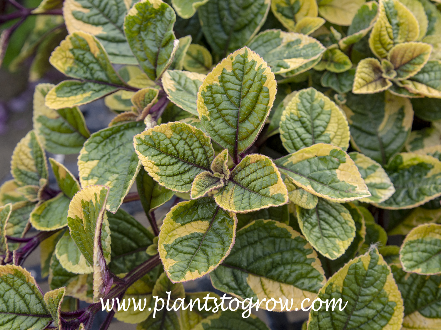 'Guacamole' Plectranthus (Plectranthus) | Plants To Grow Plants ...