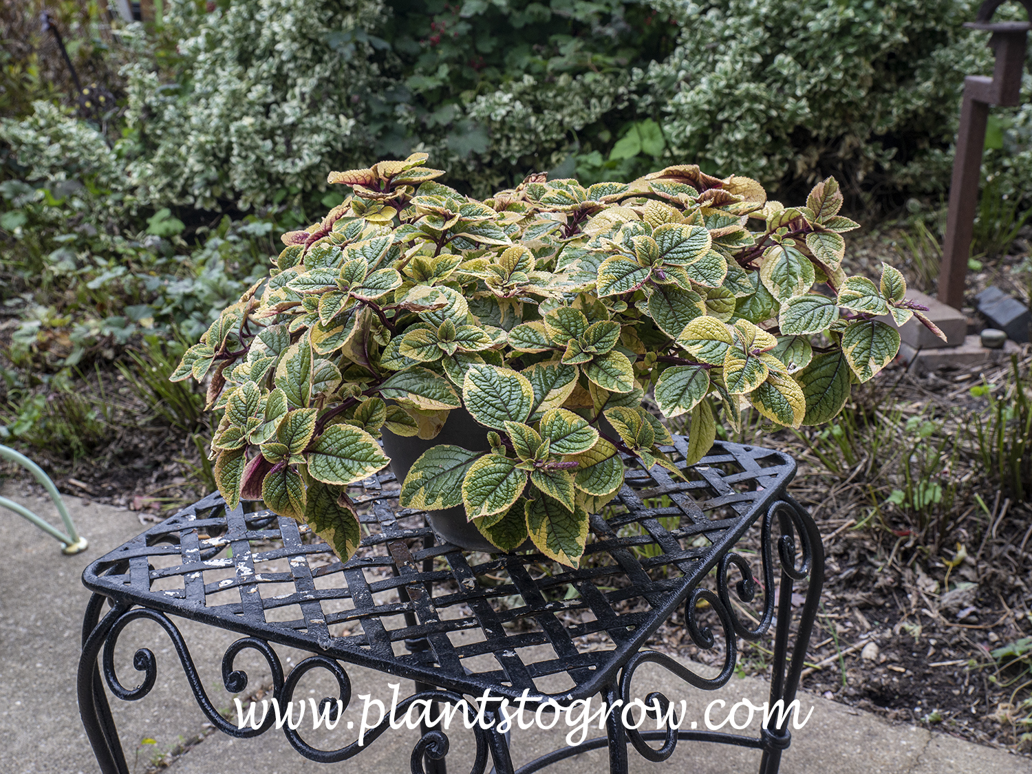 'Guacamole' Plectranthus (Plectranthus) | Plants To Grow Plants ...
