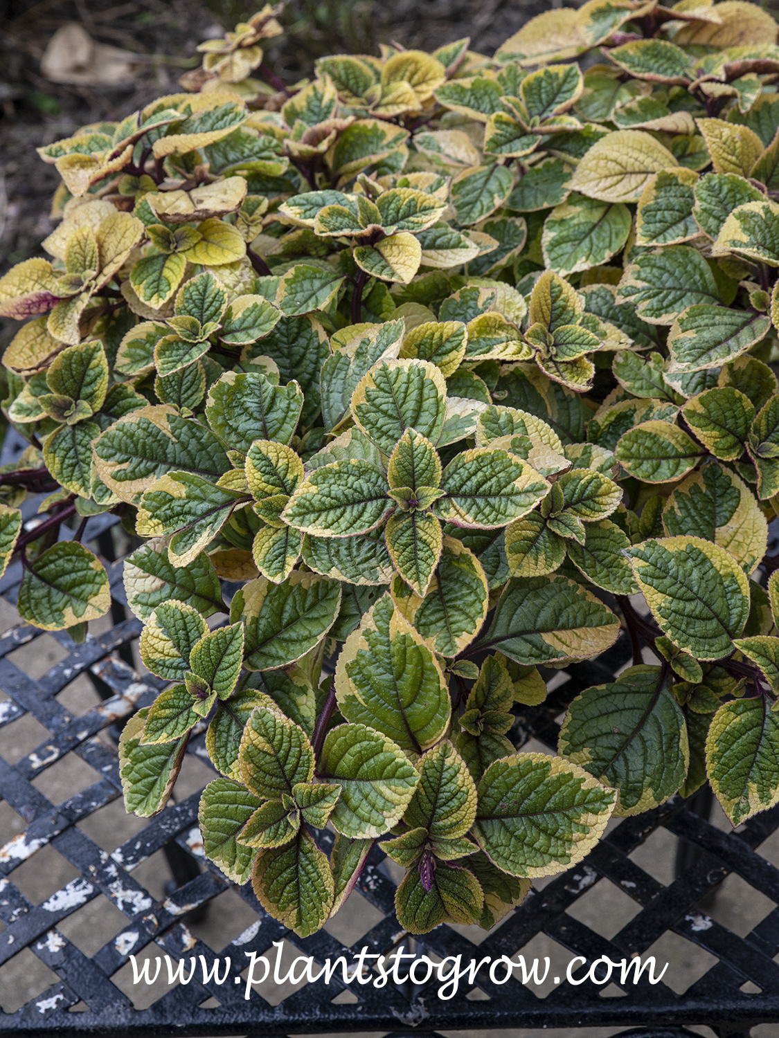 'Guacamole' Plectranthus (Plectranthus) | Plants To Grow Plants ...