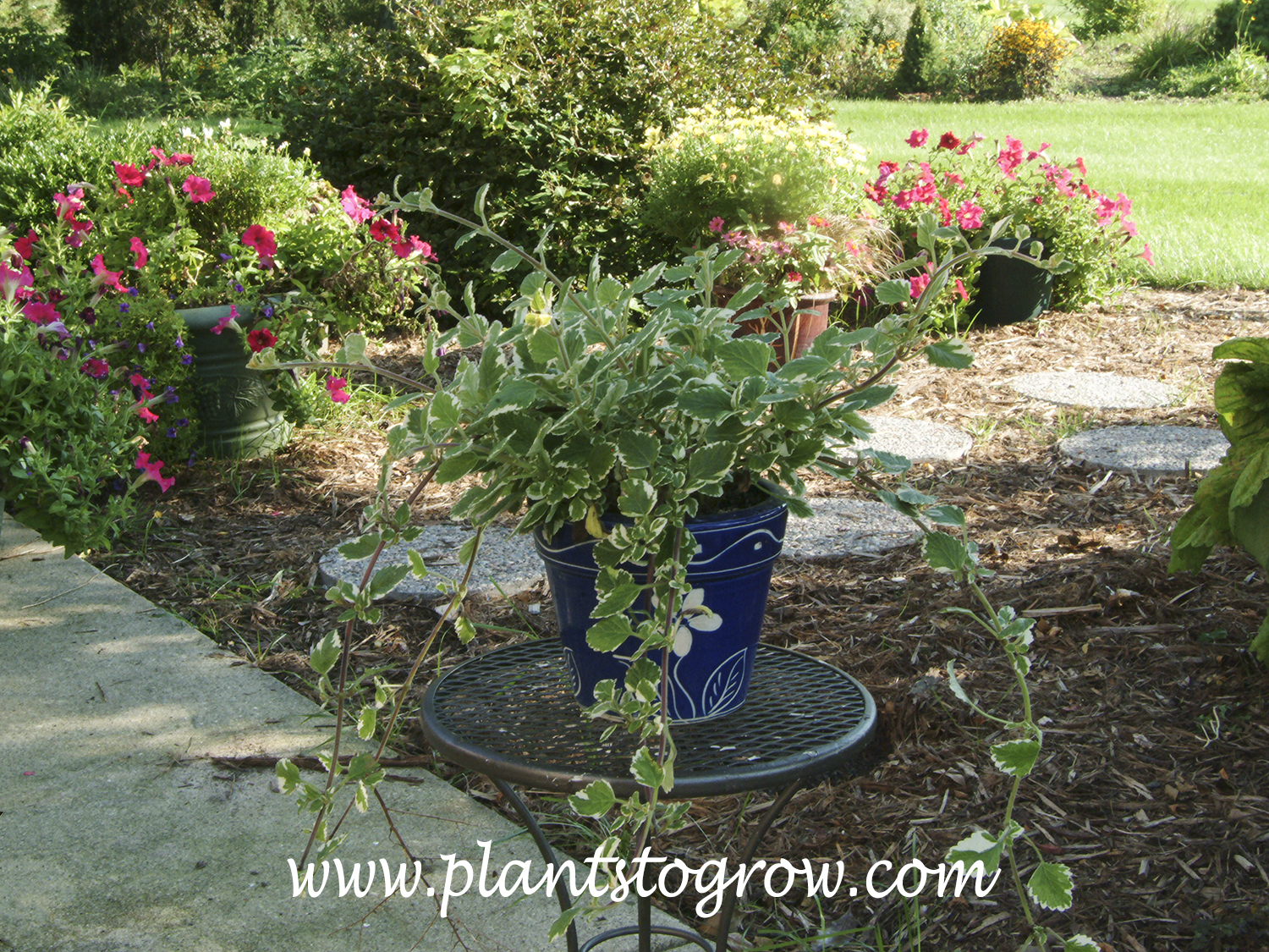 Mint Leaf Swedish Ivy (Plectranthus madagascariensis) | Plants To Grow ...