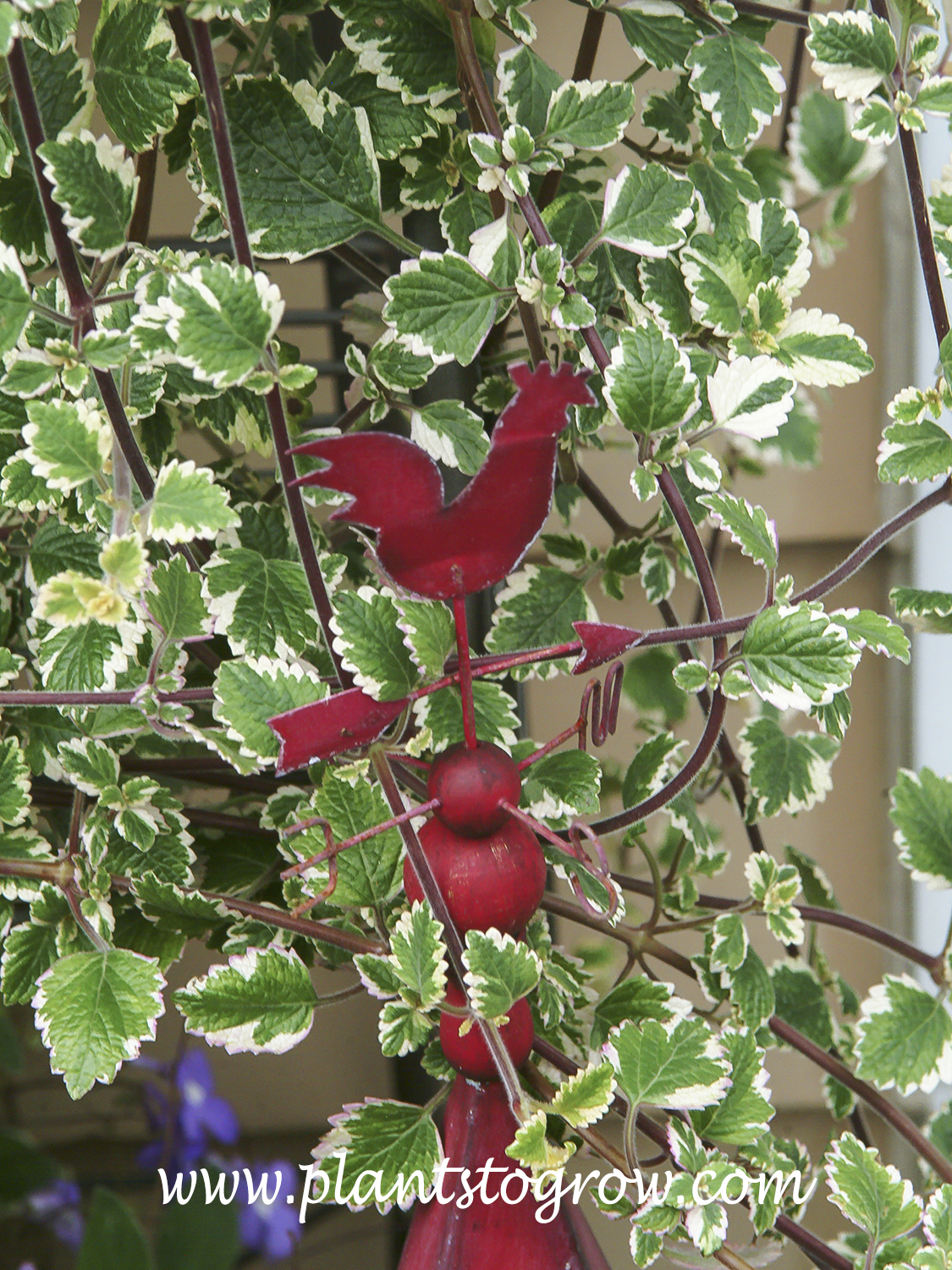 Mint Leaf Swedish Ivy (Plectranthus madagascariensis) | Plants To Grow ...