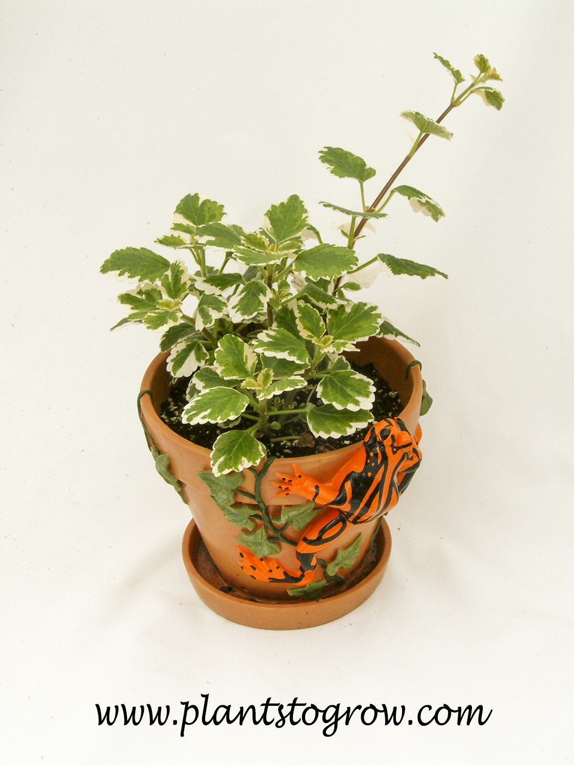 Mint Leaf Swedish Ivy (Plectranthus madagascariensis) | Plants To Grow ...