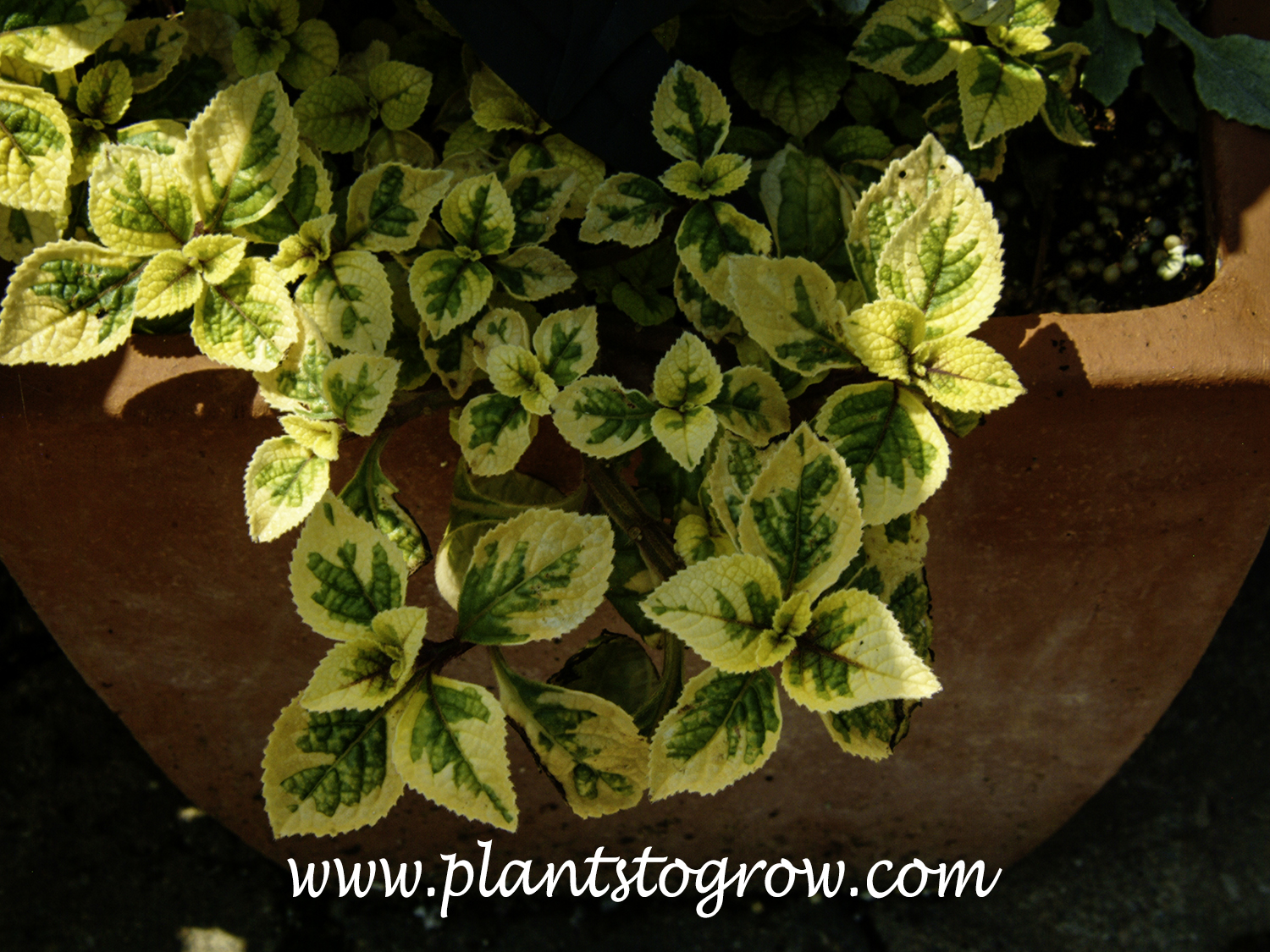 Troys Gold Plectranthus (Plectranthus) | Plants To Grow Plants Database ...