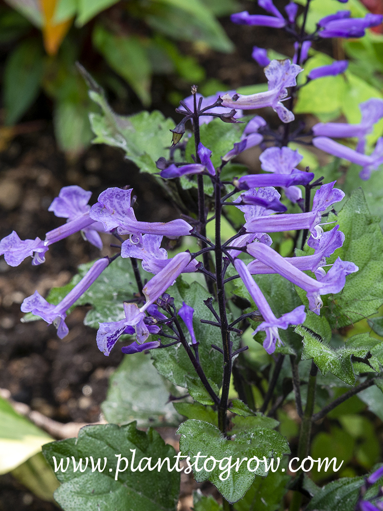Velvet Elvis Swedish Ivy (Plectranthus) | Plants To Grow Plants ...
