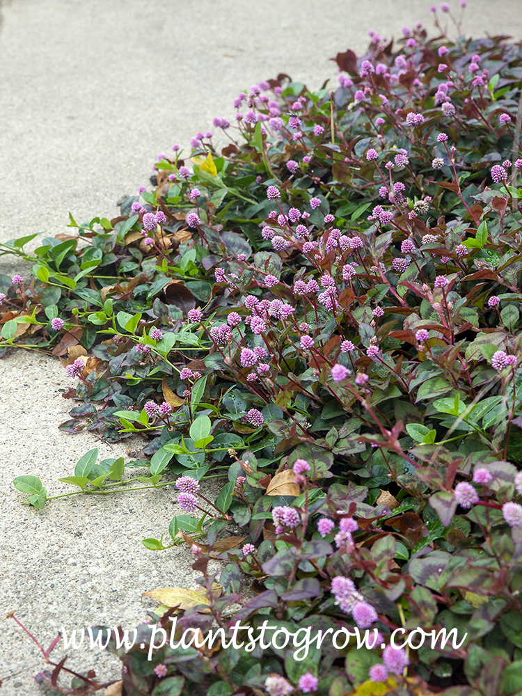 Pink Knotweed (Polygonum capitatum) | Plants To Grow Plants Database by ...