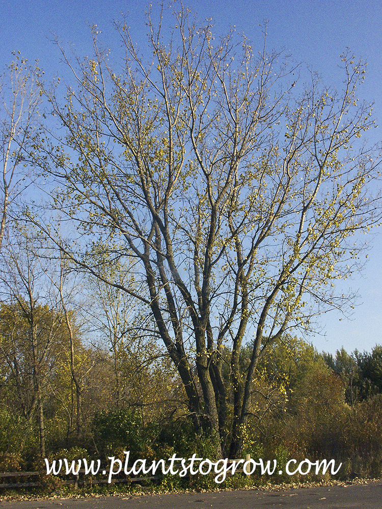 Cottonwood (Populus deltoides) | Plants To Grow Plants Database by Paul ...