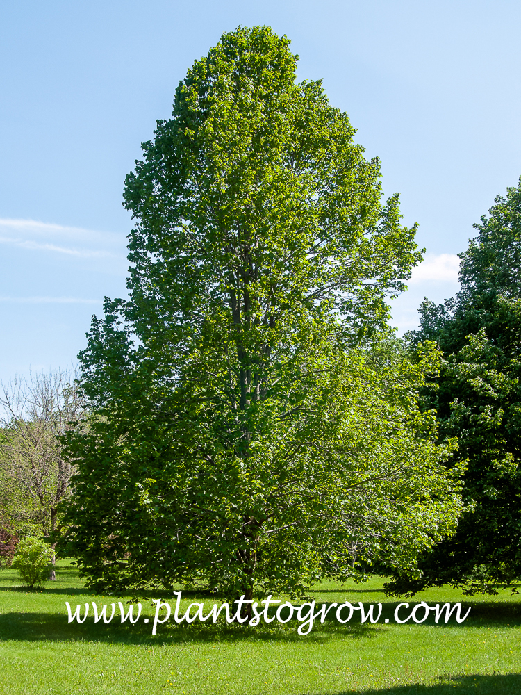 Swedish Columnar Aspen Erecta (Populus tremula) | Plants To Grow Plants ...