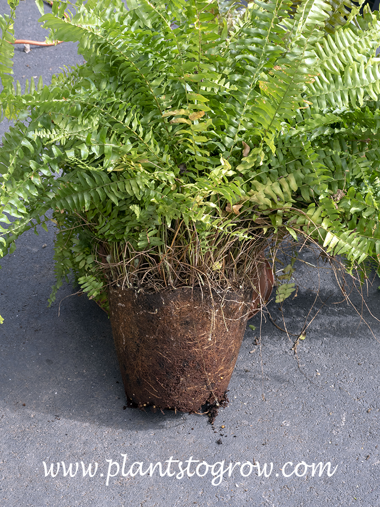 Root bound plants | Plants To Grow Plants Database by Paul S. Drobot