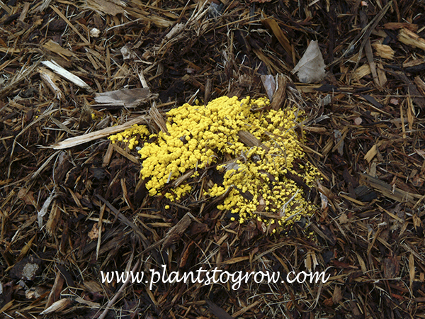 slime mold | Plants To Grow Plants Database by Paul S. Drobot