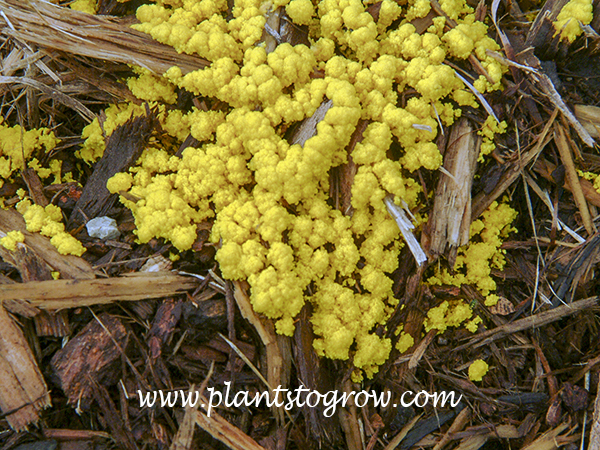 slime mold | Plants To Grow Plants Database by Paul S. Drobot