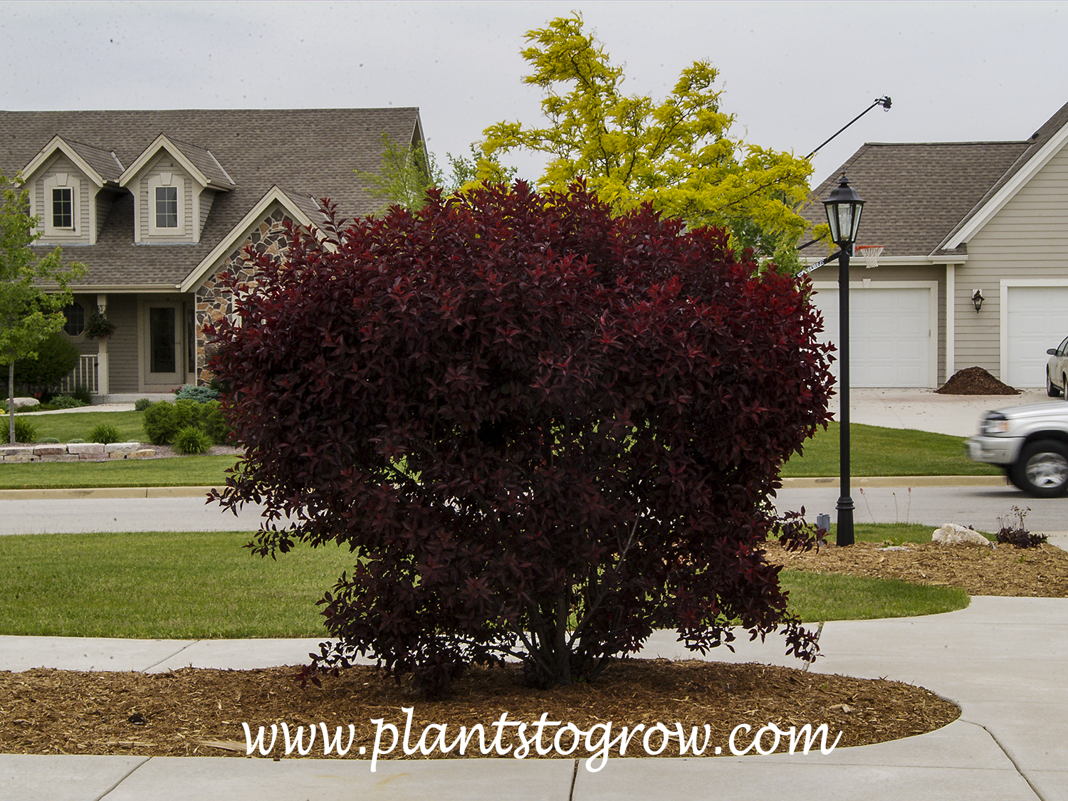 Purple Leaf Sand Cherry (Prunus) | Plants To Grow Plants Database by ...