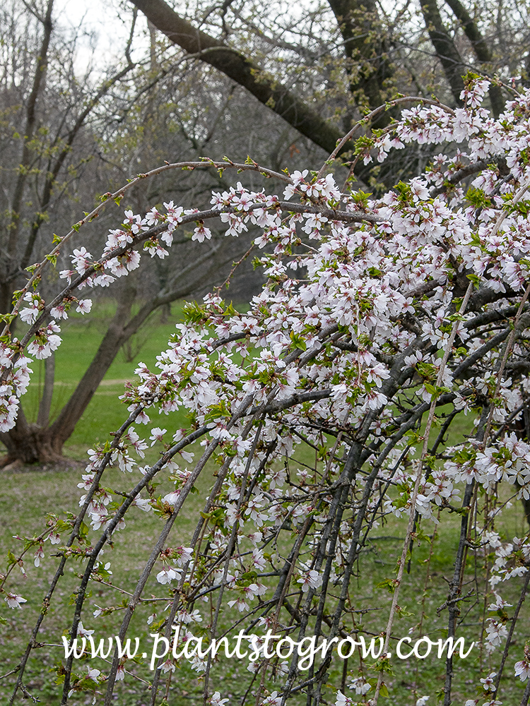 Snow Fountains Weeping Cherry (Prunus) | Plants To Grow Plants Database ...