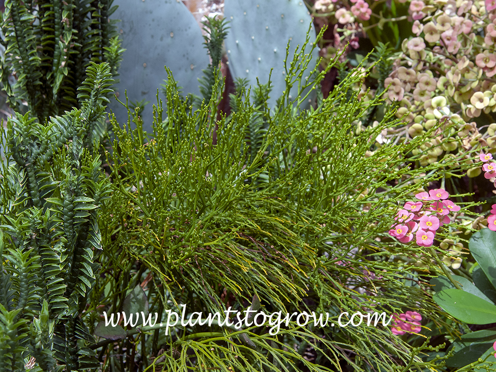 Whisk Fern (Psilotum) | Plants To Grow Plants Database by Paul S. Drobot