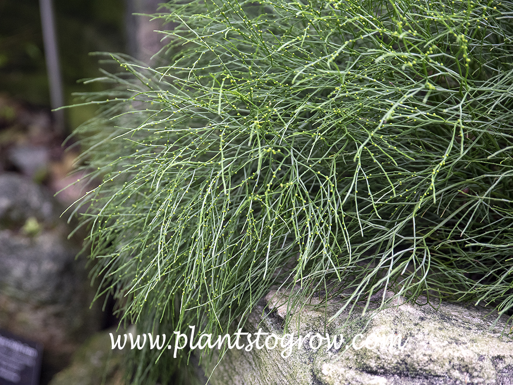 Whisk Fern (Psilotum) | Plants To Grow Plants Database by Paul S. Drobot