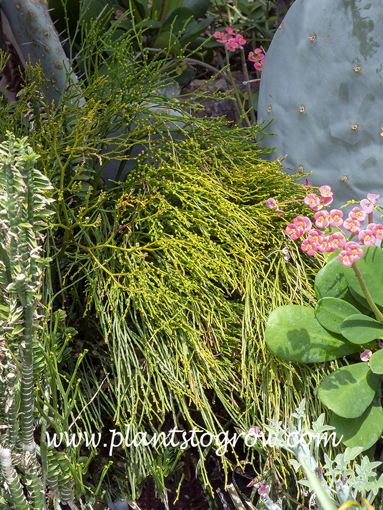Whisk Fern (Psilotum) | Plants To Grow Plants Database by Paul S. Drobot