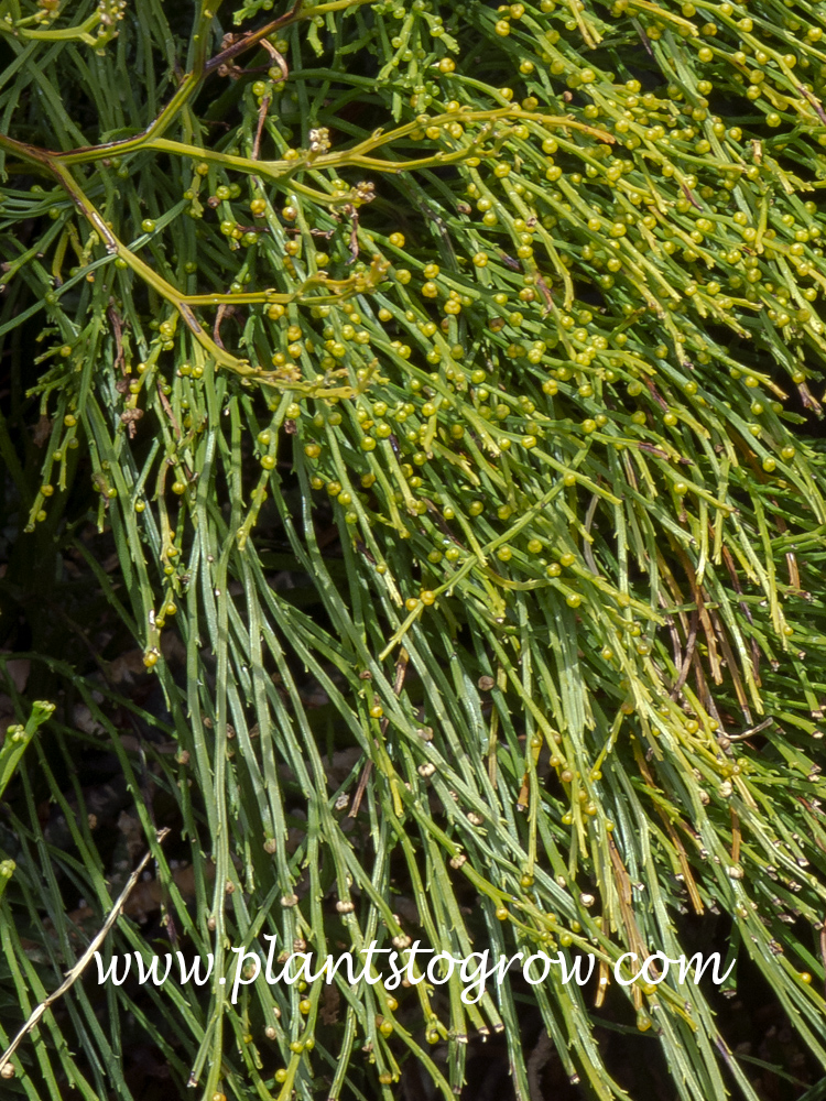 Whisk Fern (Psilotum) | Plants To Grow Plants Database by Paul S. Drobot