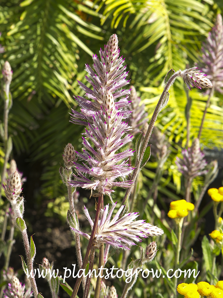 'Platinum Wallaby' Mulla Mulla (Ptilotus exaltatus) | Plants To Grow ...