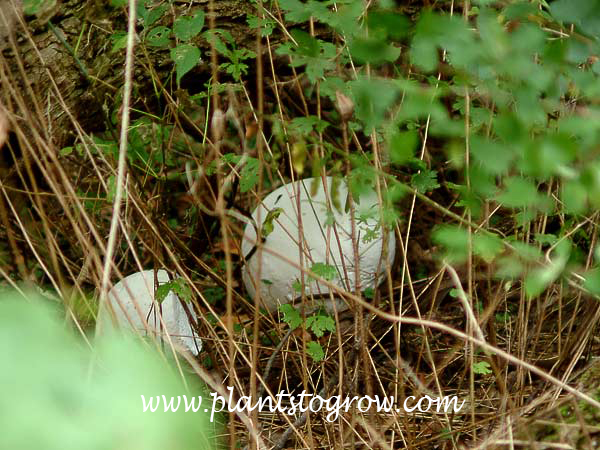 | Plants To Grow Plants Database by Paul S. Drobot