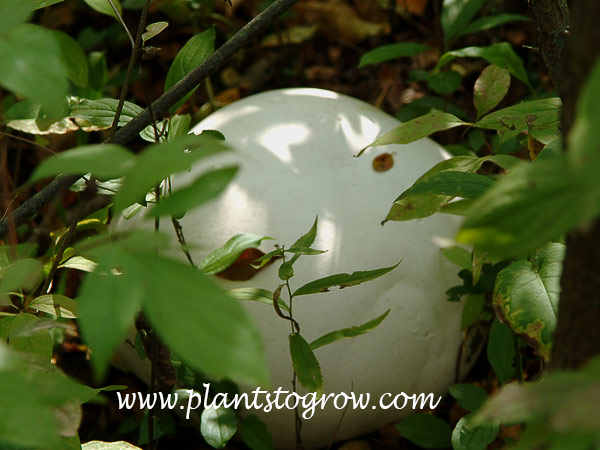 | Plants To Grow Plants Database by Paul S. Drobot