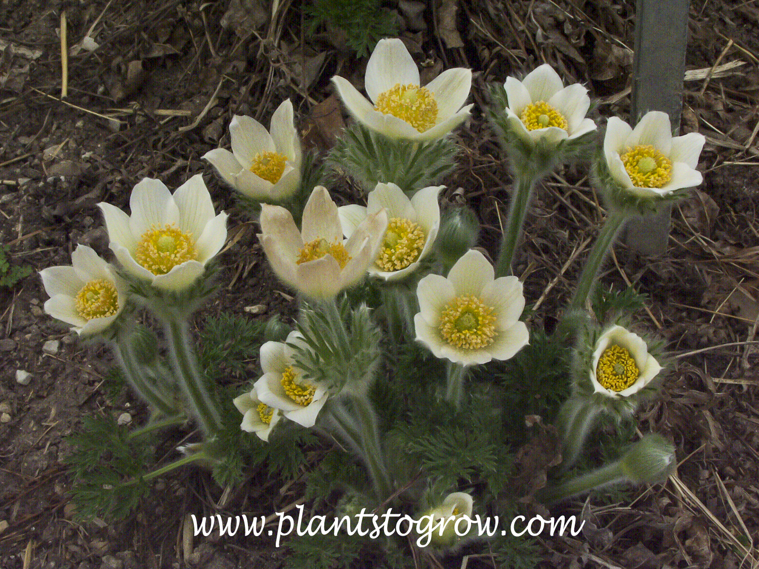 White Pasque Flower (Pulsatilla vulgaris alba) | Plants To Grow Plants ...